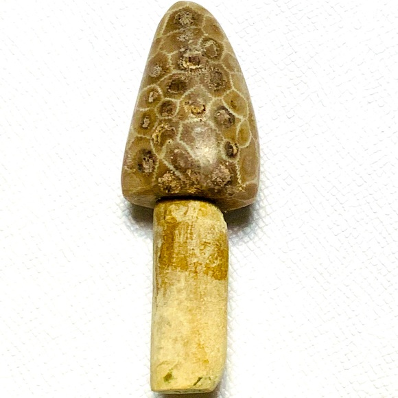 Other | Magic Mushroom Fossil Coral Stone Morel | Poshmark